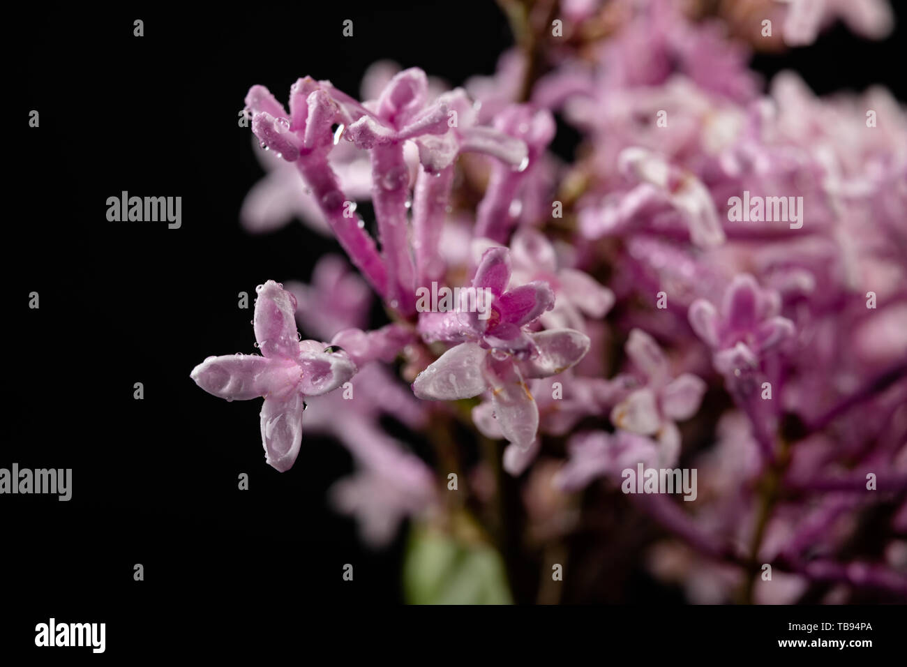 A small wet lilac flower blossom in a magnification. Cute flowers from ...