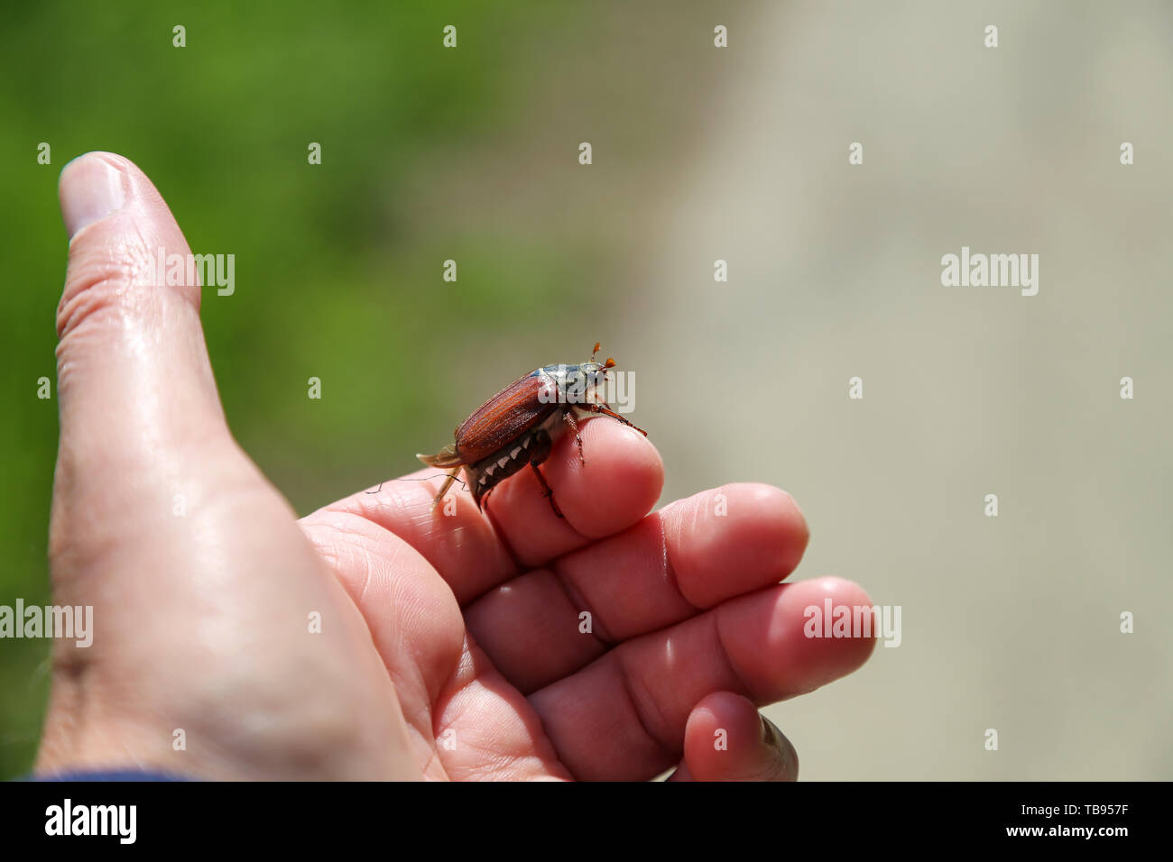 Wild animal insect cockchafer beetle hi-res stock photography and ...
