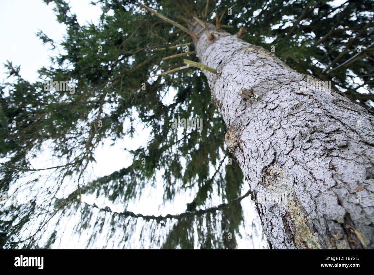 Coniferous forest at mountain resort on winter day Stock Photo - Alamy