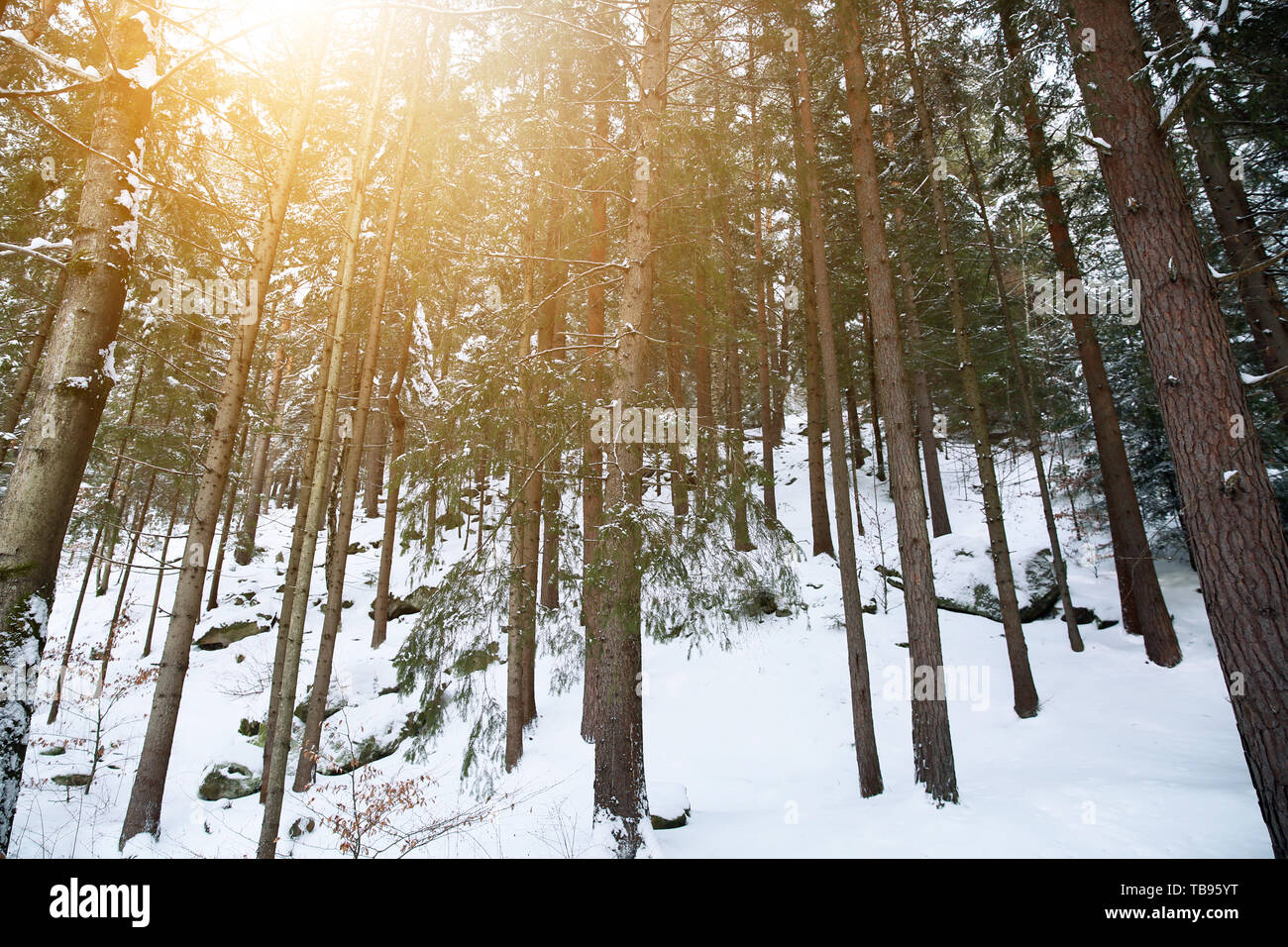 Coniferous forest at mountain resort on winter day Stock Photo - Alamy