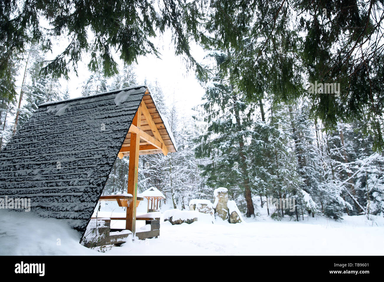 Coniferous forest at mountain resort on winter day Stock Photo - Alamy