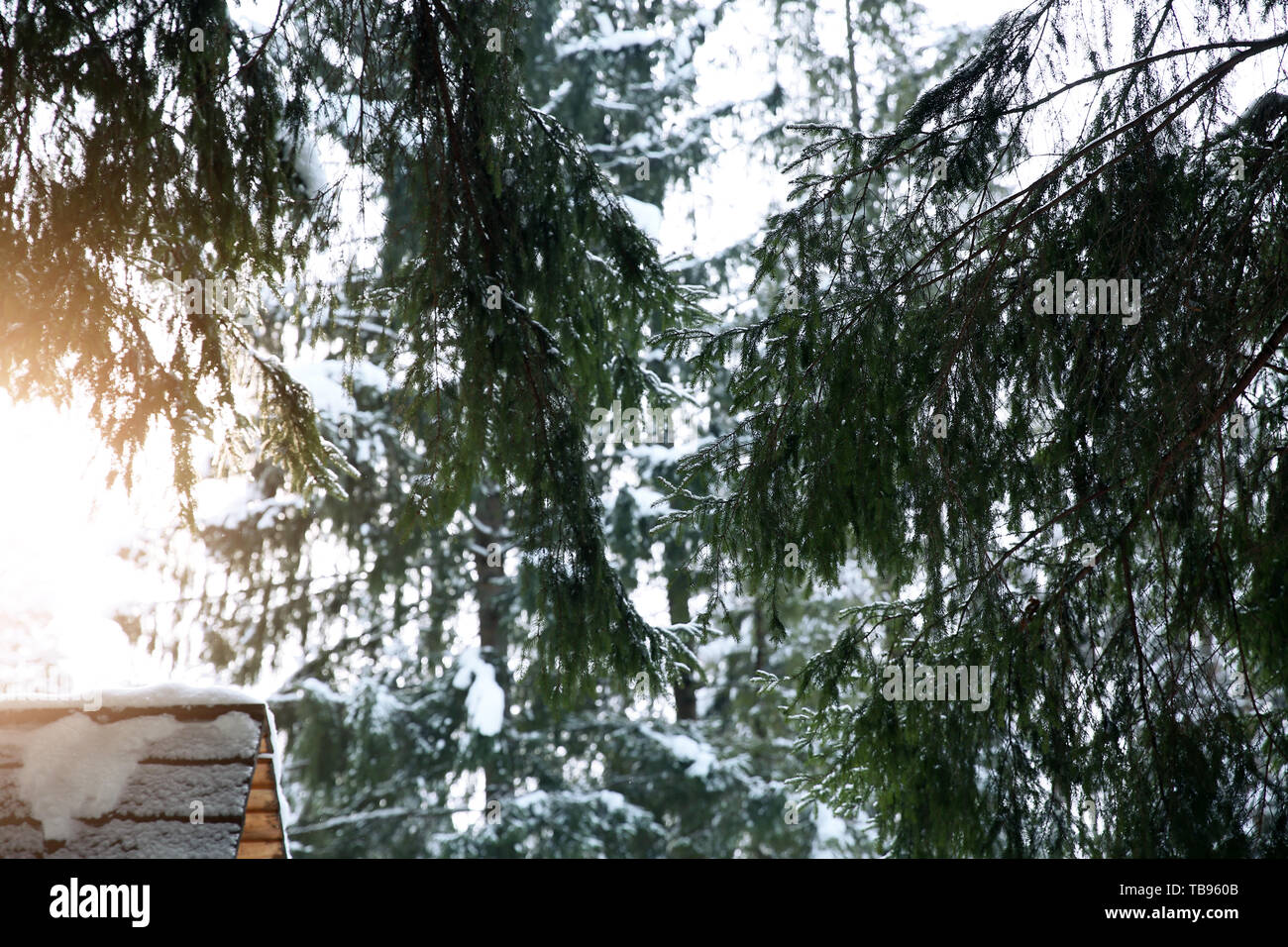 Coniferous forest at mountain resort on winter day Stock Photo - Alamy