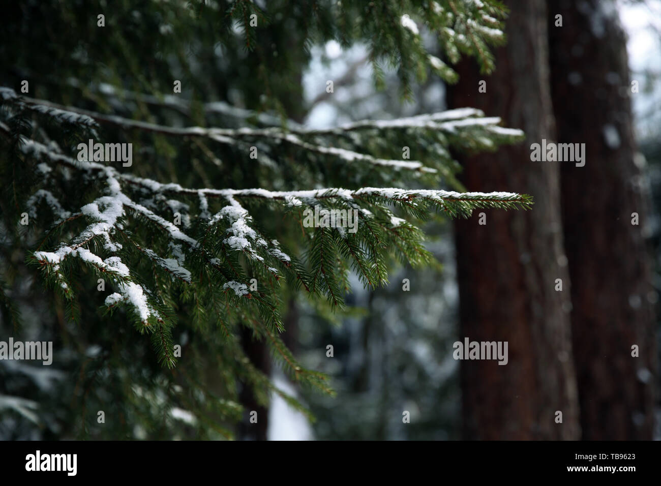 Coniferous forest at mountain resort on winter day, closeup Stock Photo ...