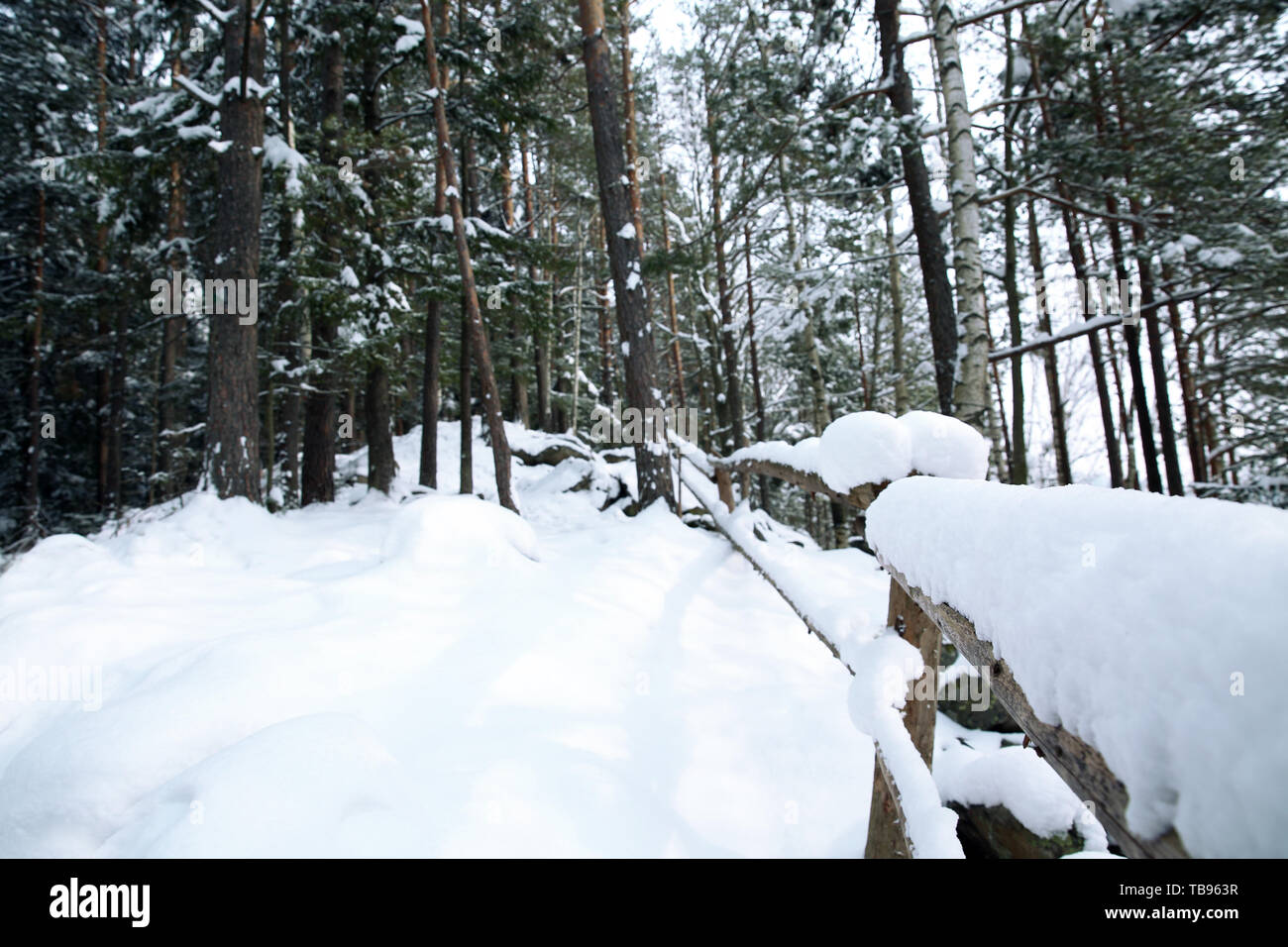 Coniferous forest at mountain resort on winter day Stock Photo - Alamy