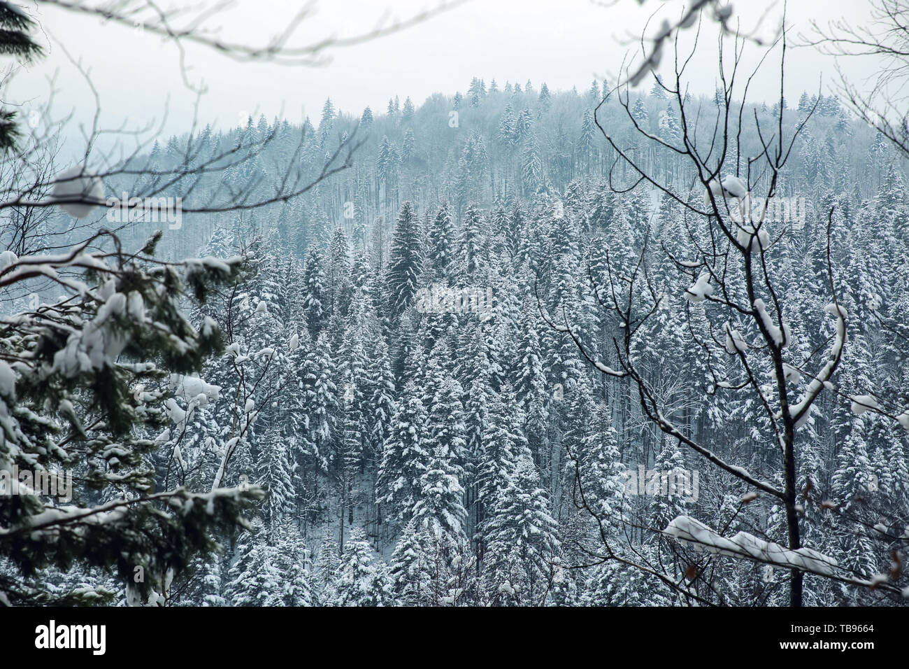 Coniferous forest at mountain resort on winter day Stock Photo - Alamy