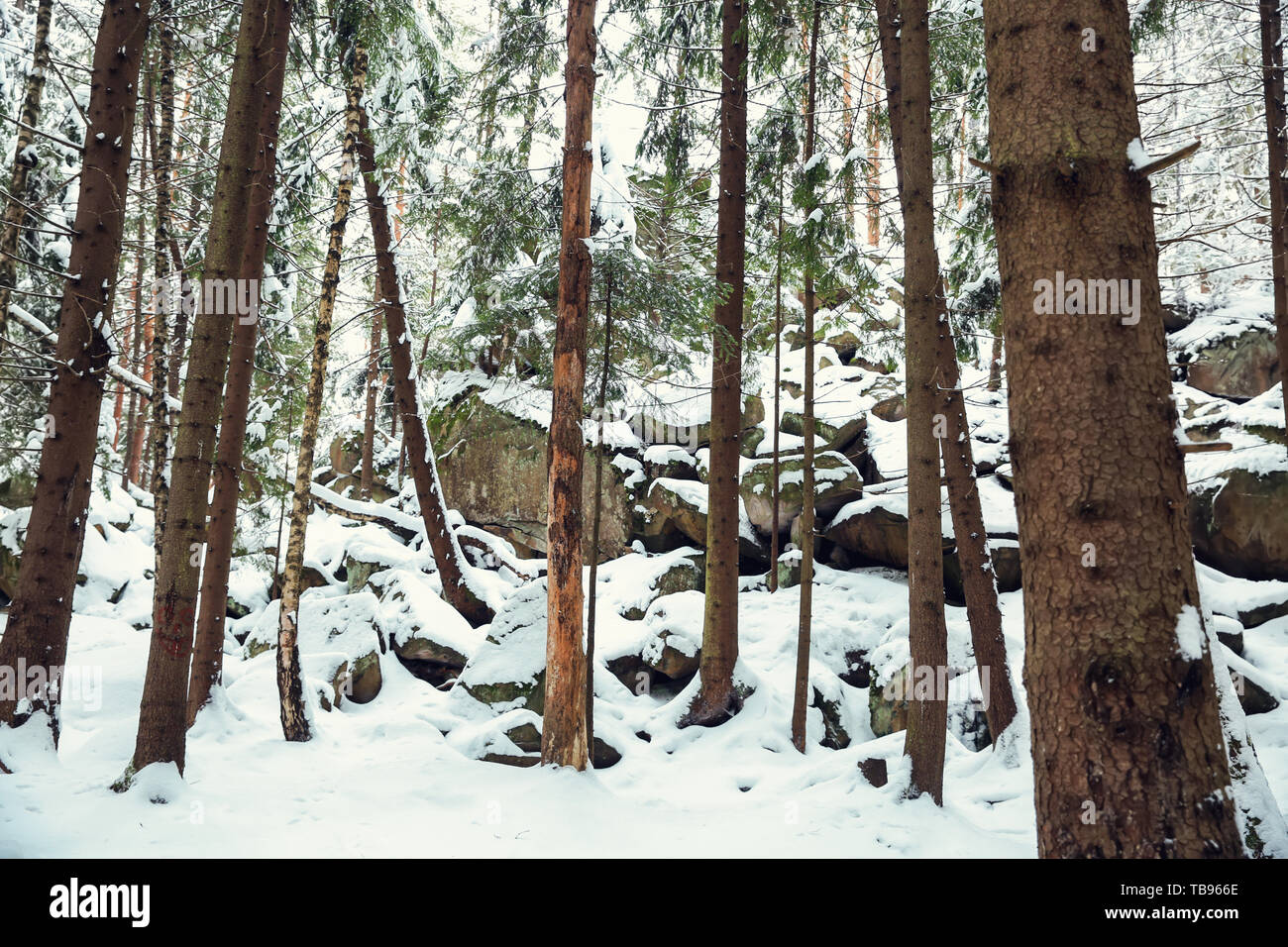 Coniferous forest at mountain resort on winter day Stock Photo - Alamy