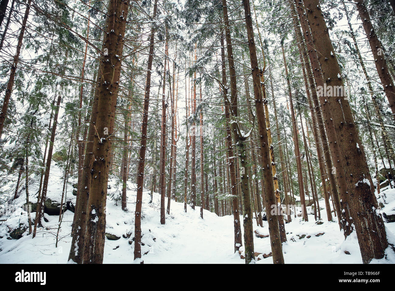 Coniferous forest at mountain resort on winter day Stock Photo - Alamy