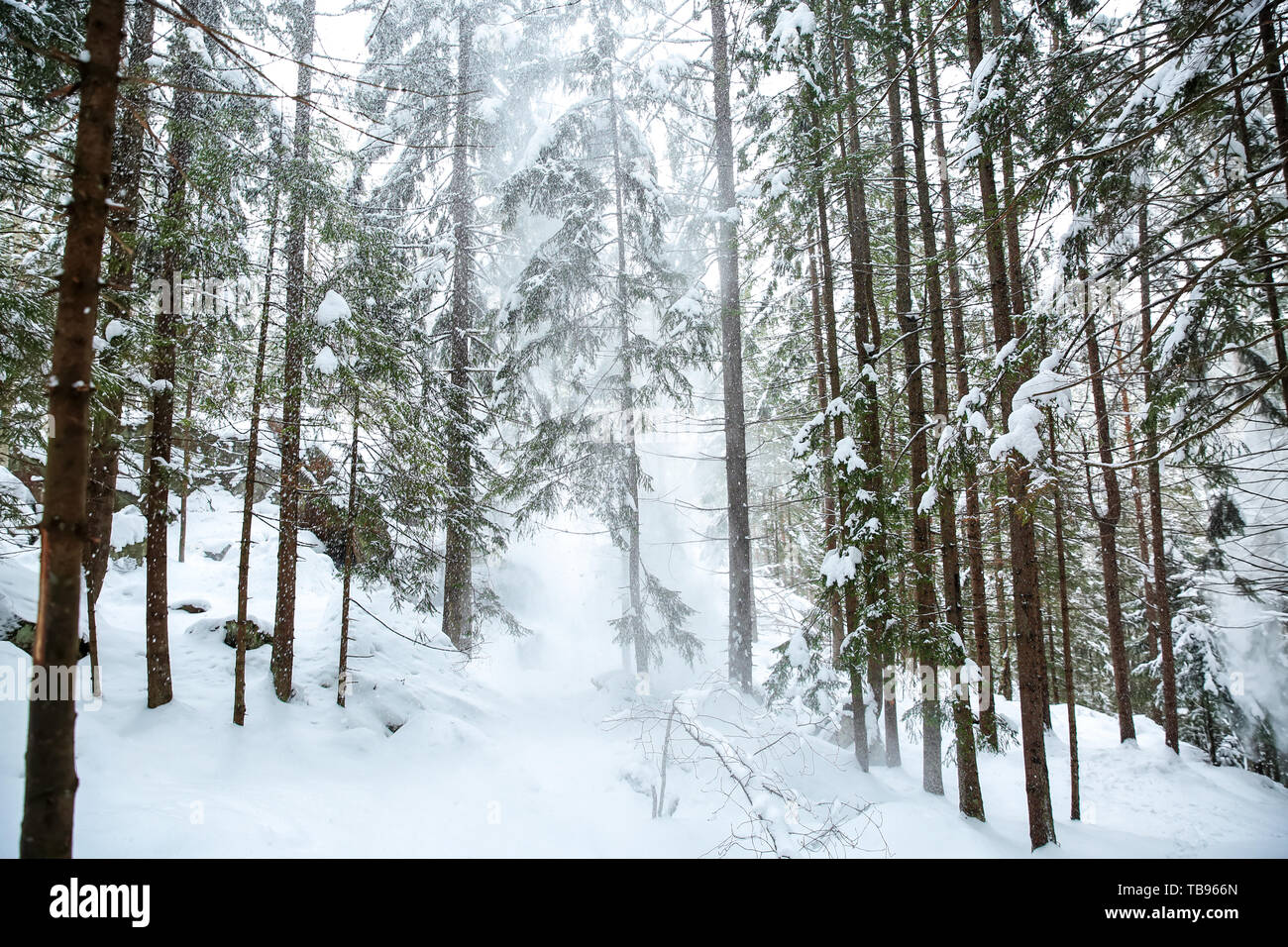 Coniferous forest at mountain resort on winter day Stock Photo - Alamy