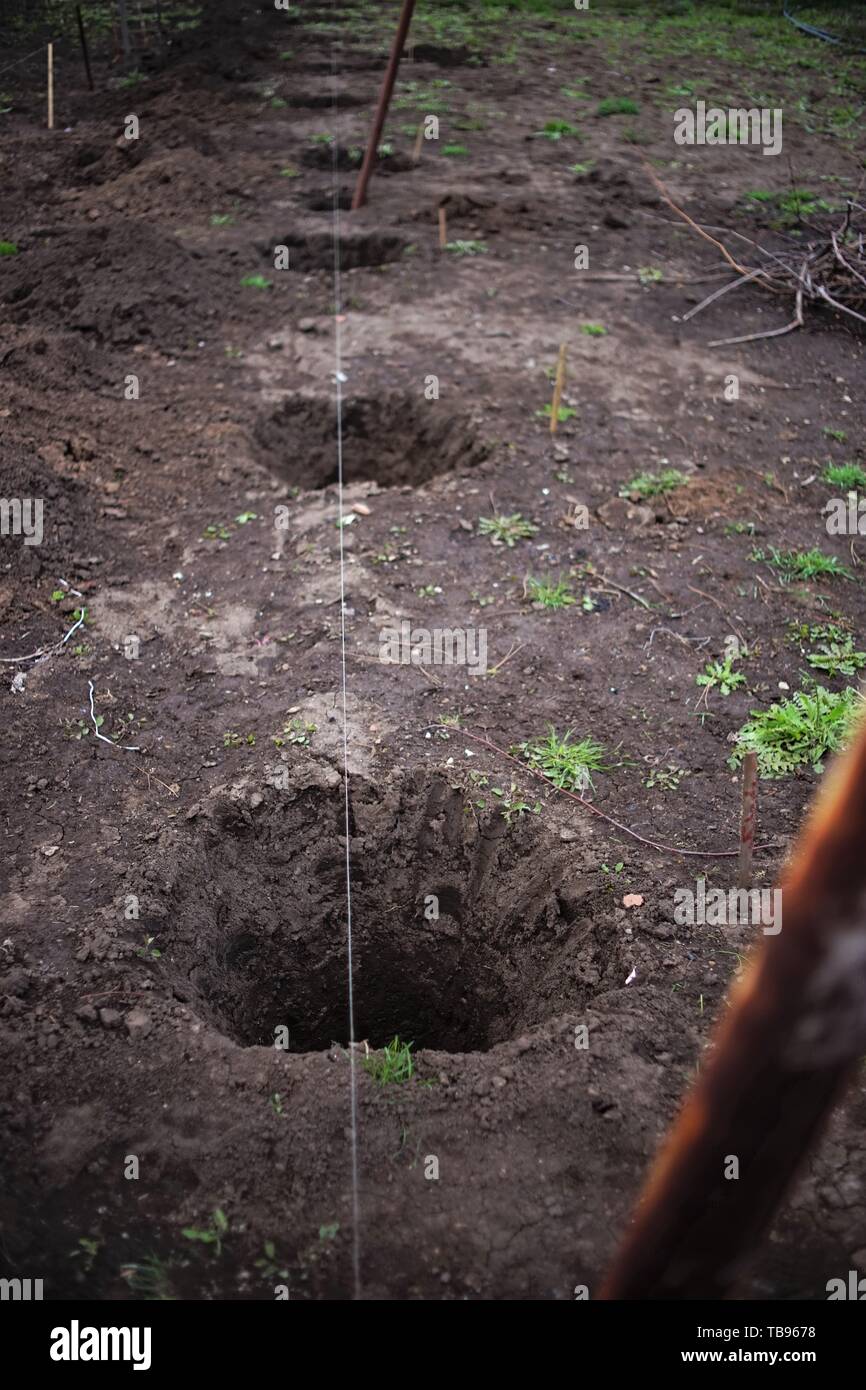 Big holes in row and rope for planting plants. Landscape garden Stock ...