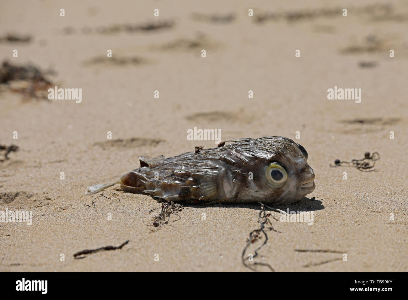 Dead ocean creatures hi-res stock photography and images - Alamy
