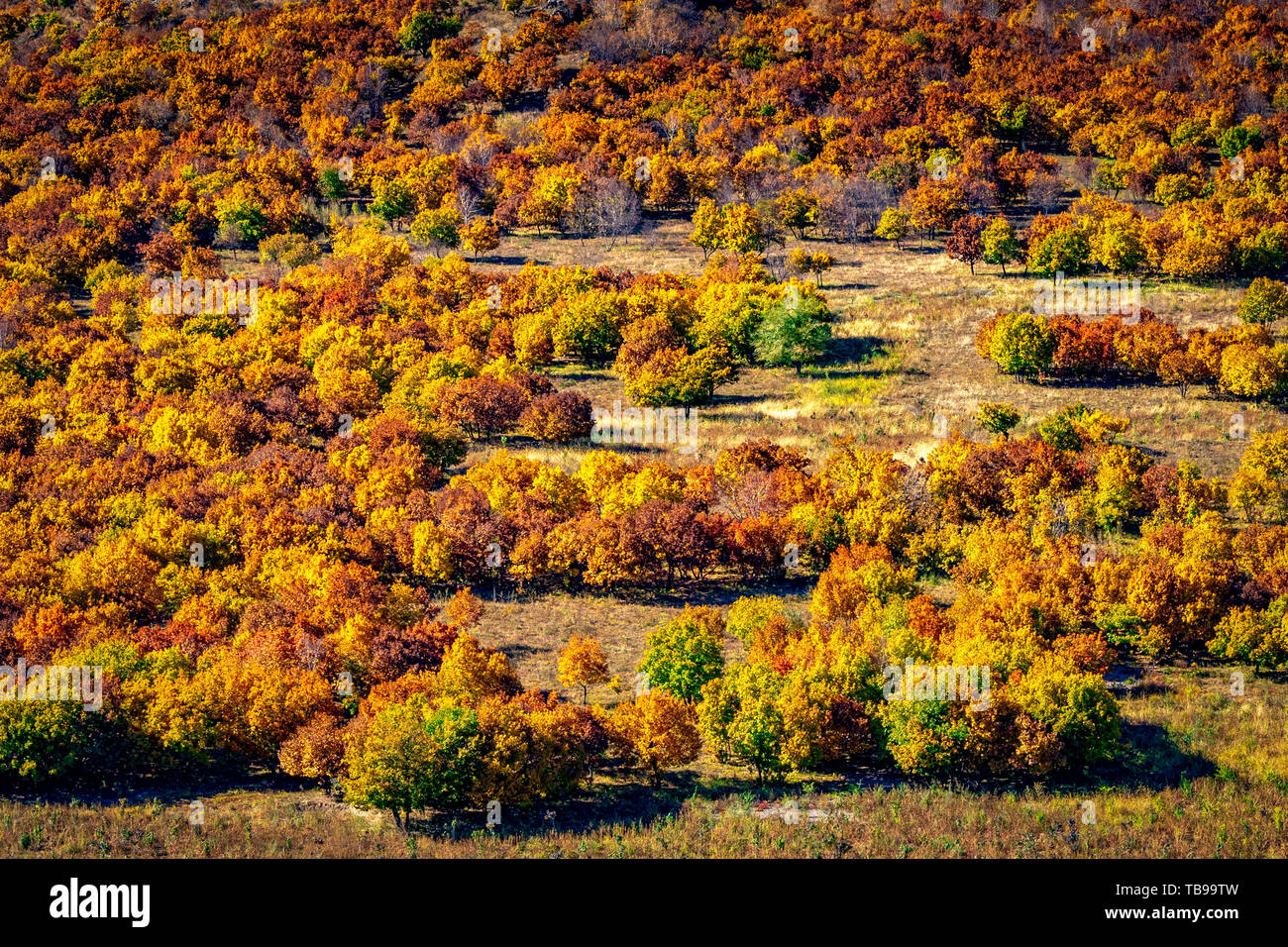 Autumn maple tree forest amidst mountain Stock Photo - Alamy