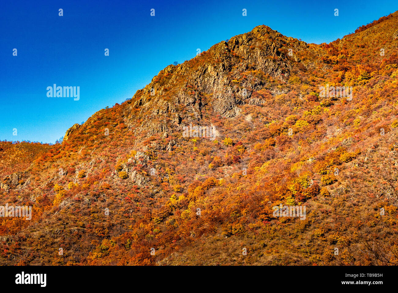 Autumn maple tree forest amidst mountain Stock Photo - Alamy