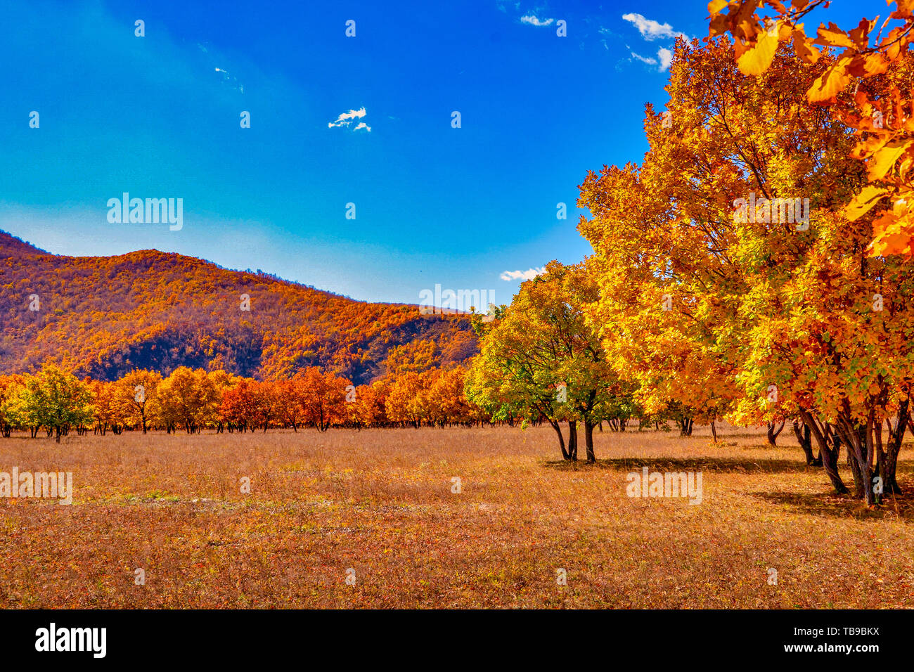 Autumn maple tree forest amidst mountain Stock Photo - Alamy
