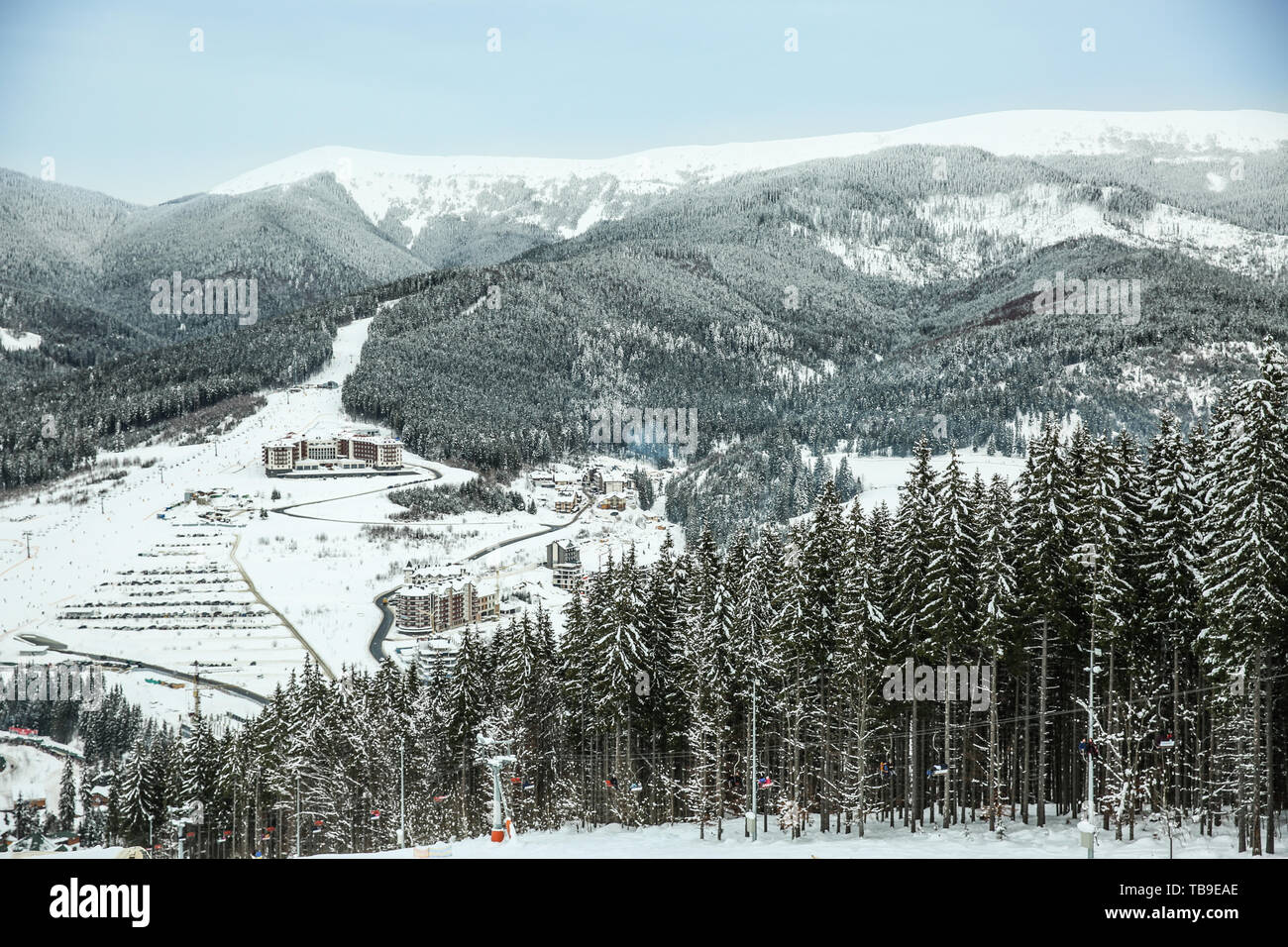 Coniferous forest at mountain resort on winter day Stock Photo - Alamy