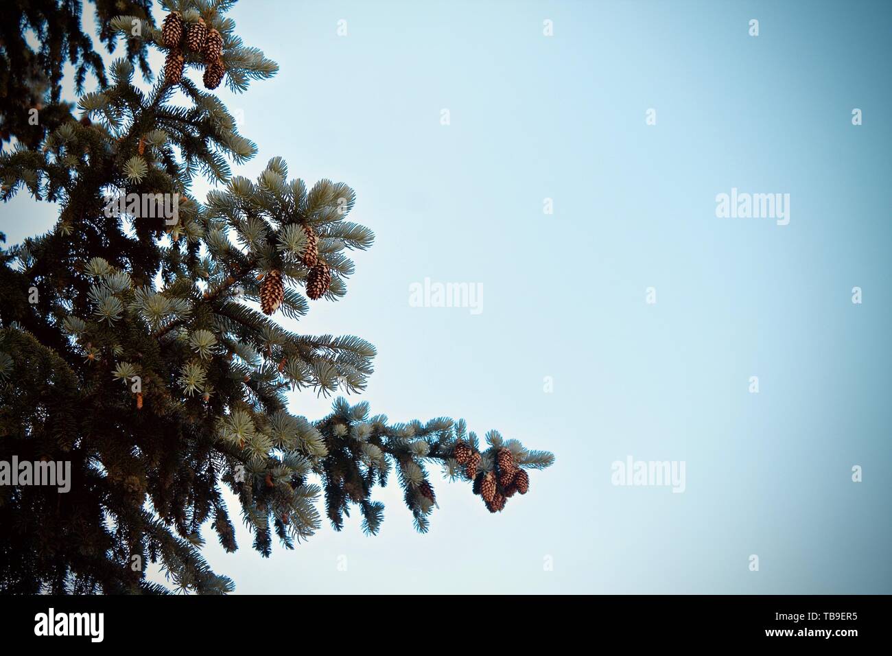 Christmas tree for postcard Stock Photo - Alamy