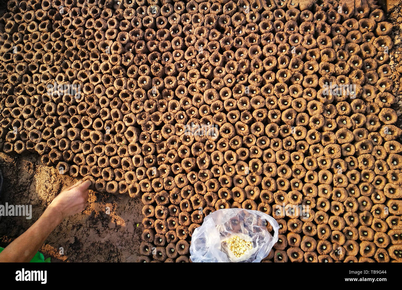 Fear Of Holes Close Together