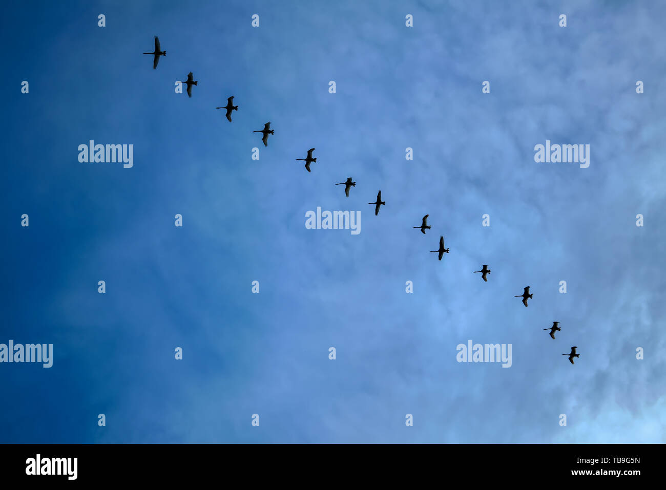 Wedge formation hi-res stock photography and images - Alamy