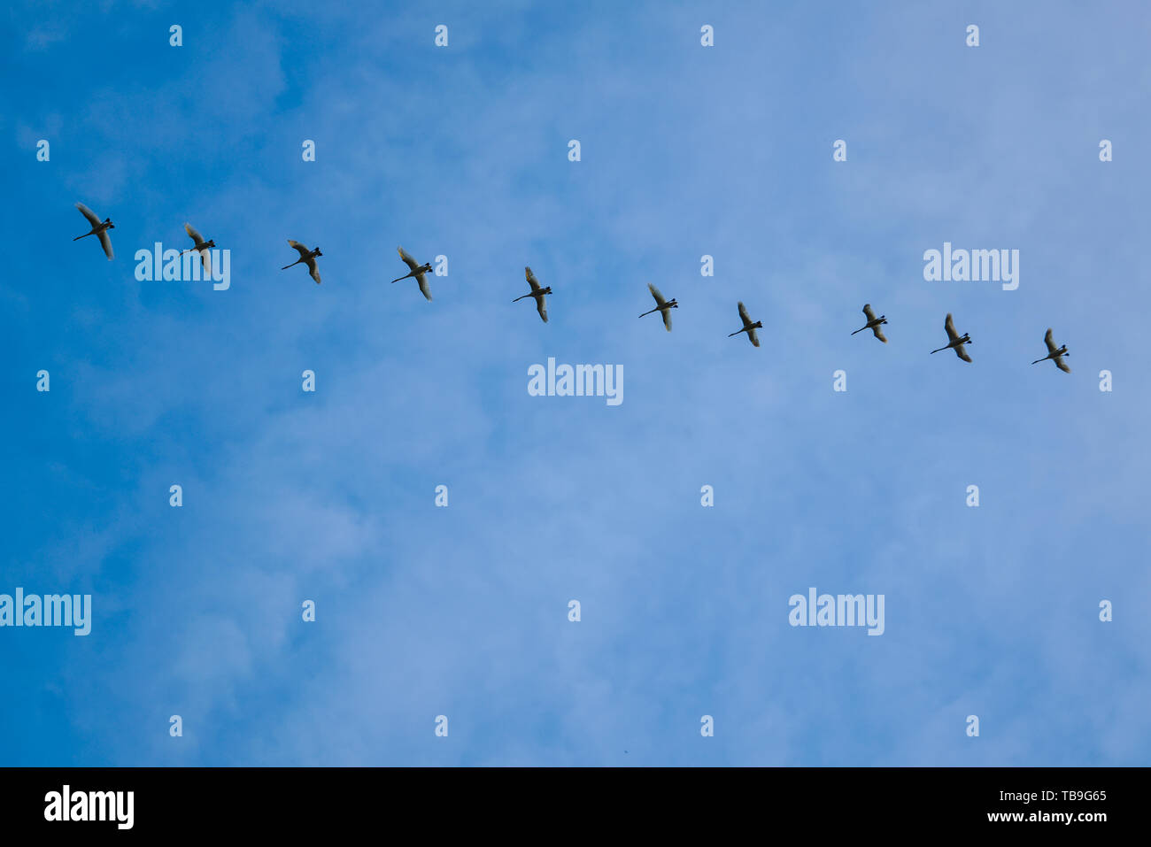 Wedge formation hi-res stock photography and images - Alamy