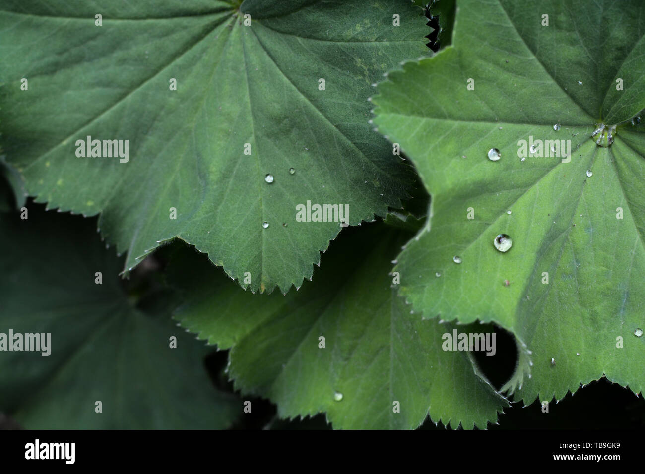 Alchemilla Mollis plant with green leaves and water droplets Stock ...