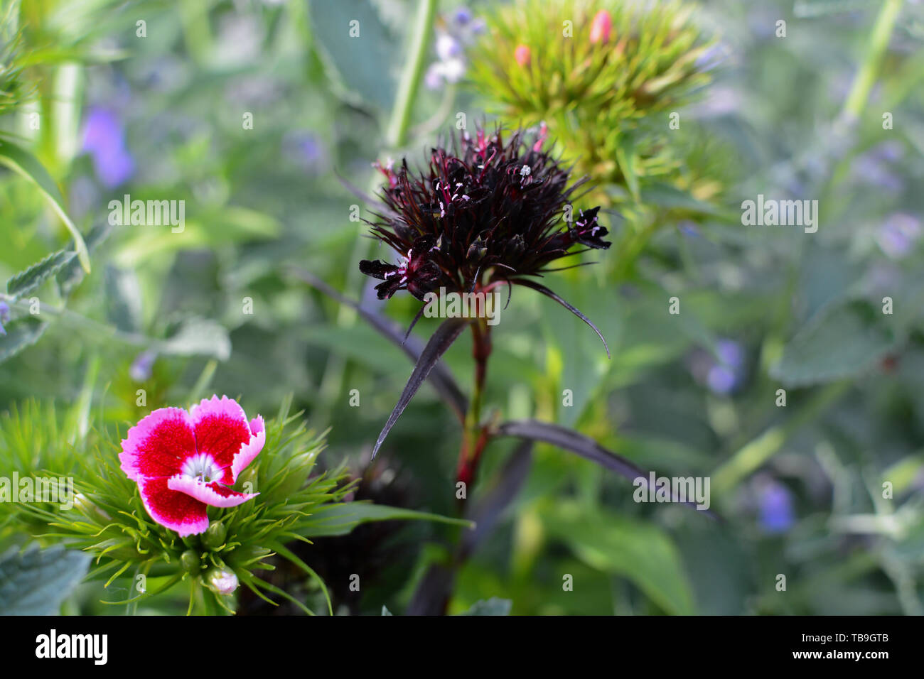 Landscaped garden. Wild flowers growing outside in a garden flower bed ...