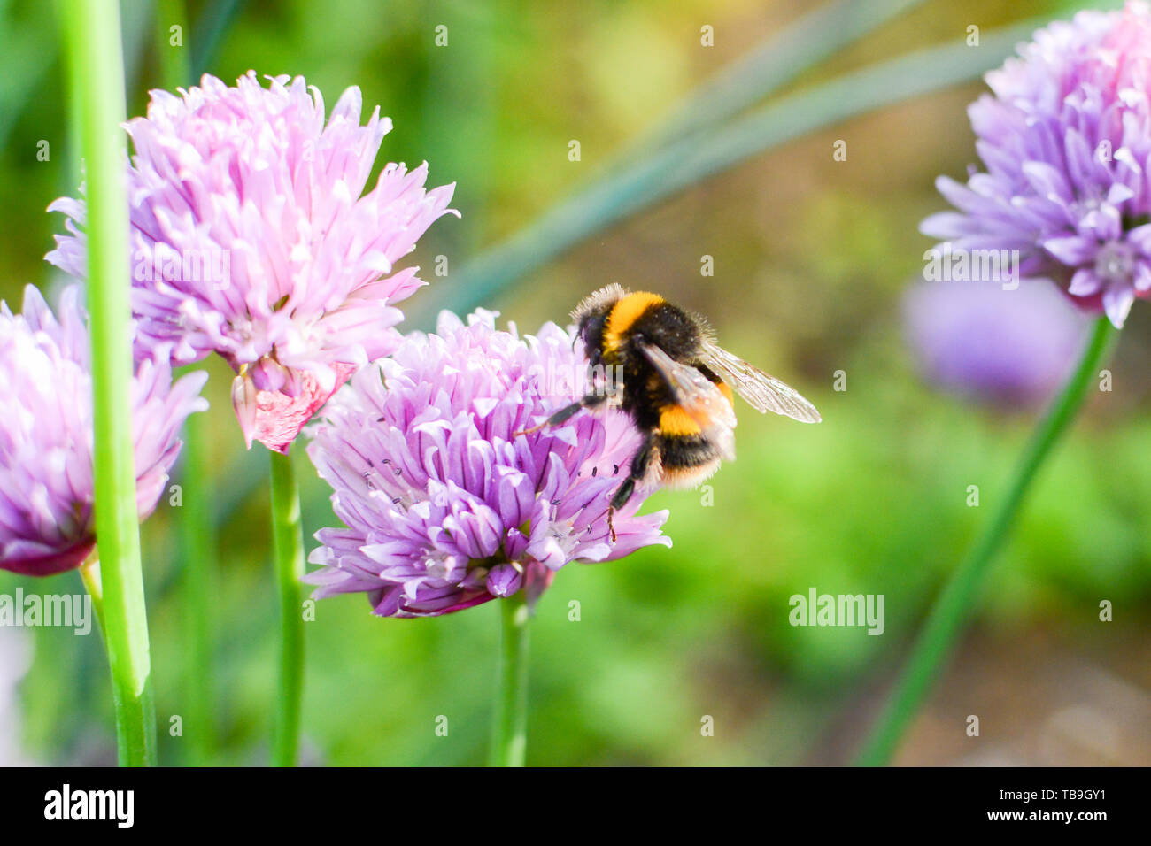 Bee collecting pollen from plants and flowers. Bumble bee or honey bee ...