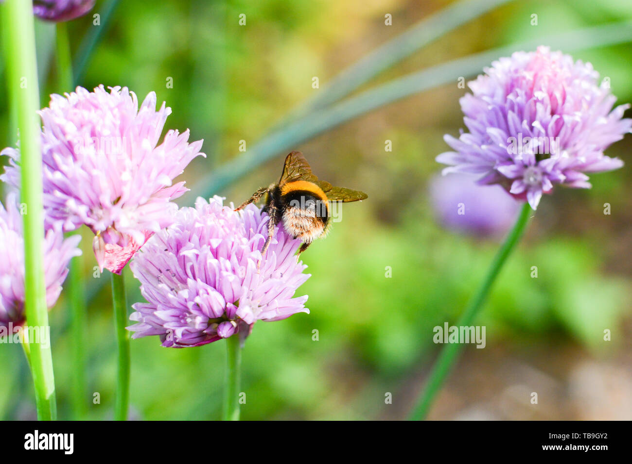 Bee collecting pollen from plants and flowers. Bumble bee or honey bee ...