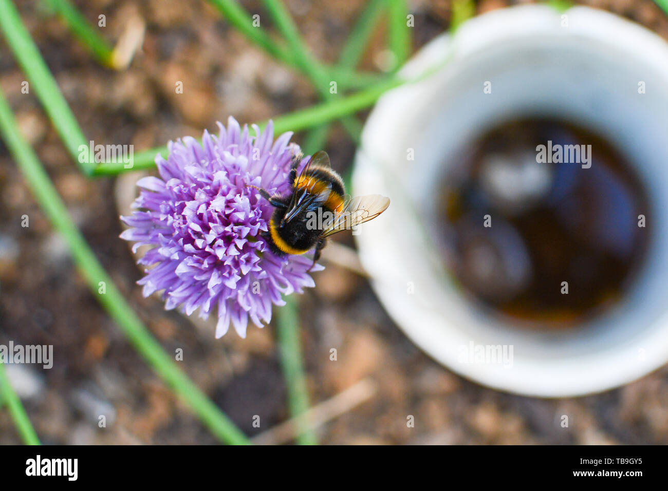 Bee collecting pollen from plants and flowers. Bumble bee or honey bee ...