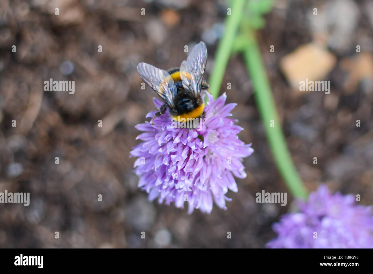 Bee collecting pollen from plants and flowers. Bumble bee or honey bee ...