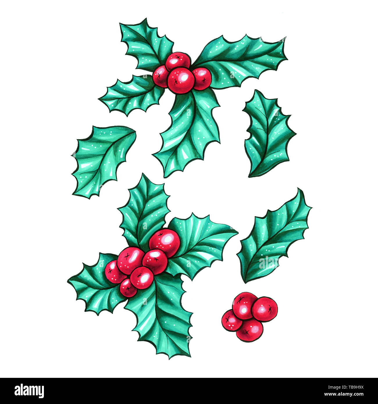 Holly berry drawing hi-res stock photography and images - Alamy