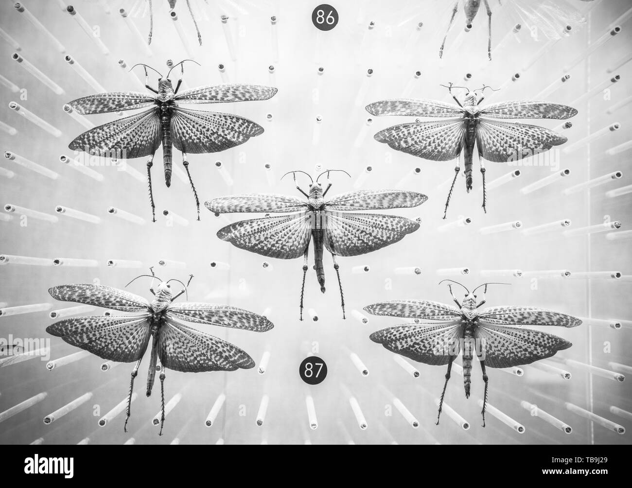 Insects Black and White Stock Photos & Images - Alamy