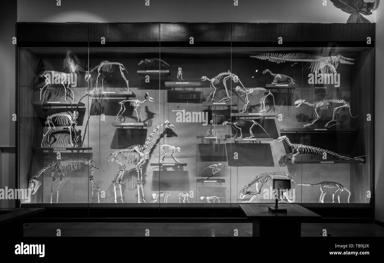 Bone skeleton fossil past historic black white museum exhibition hall ...