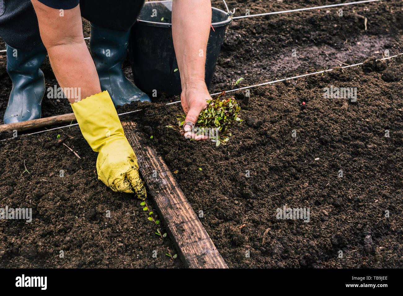 Cranberry farm planting hi-res stock photography and images - Alamy