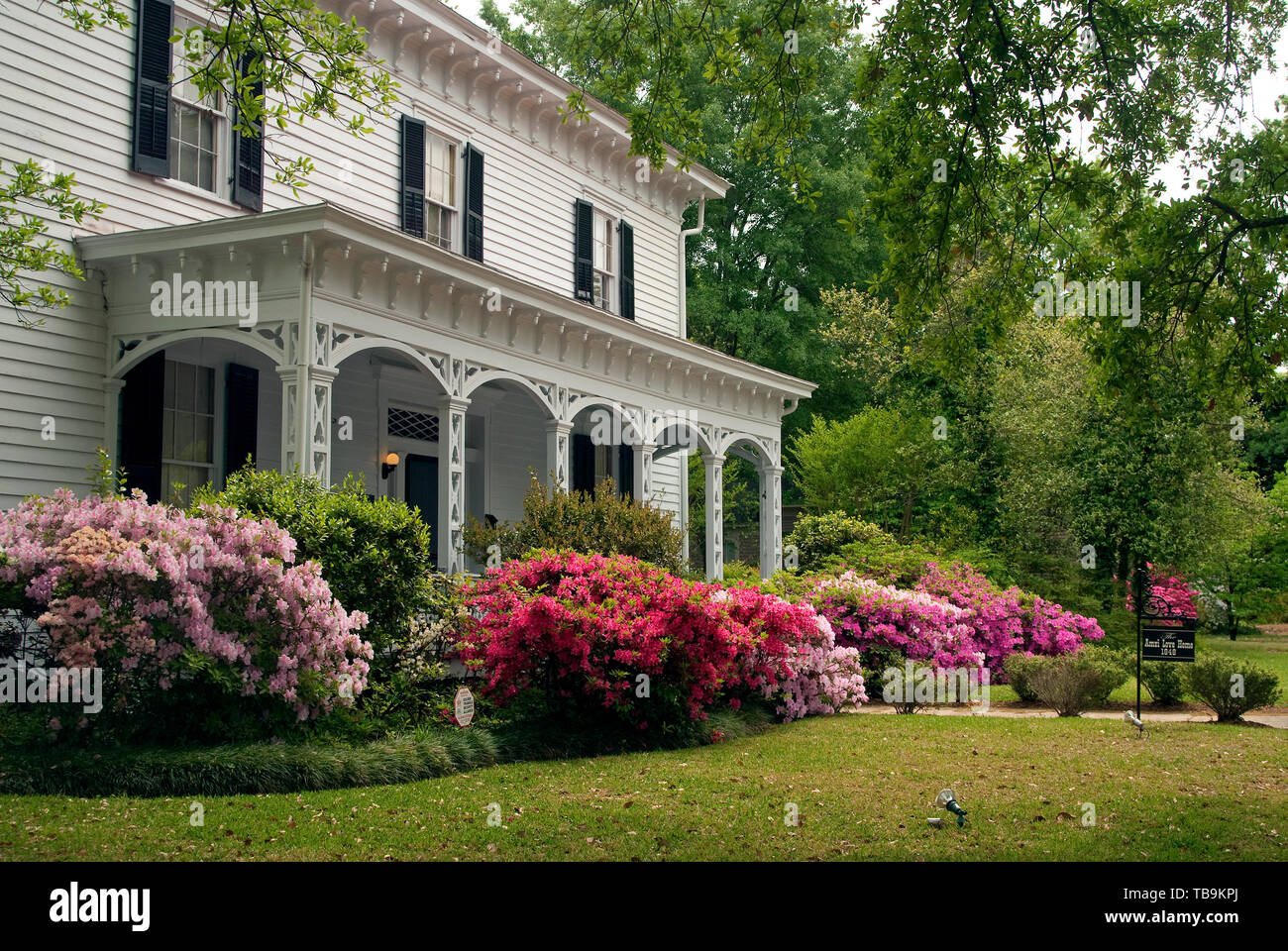 Azaleas bloom in front of the Amzi Love Home in Columbus, Mississippi ...