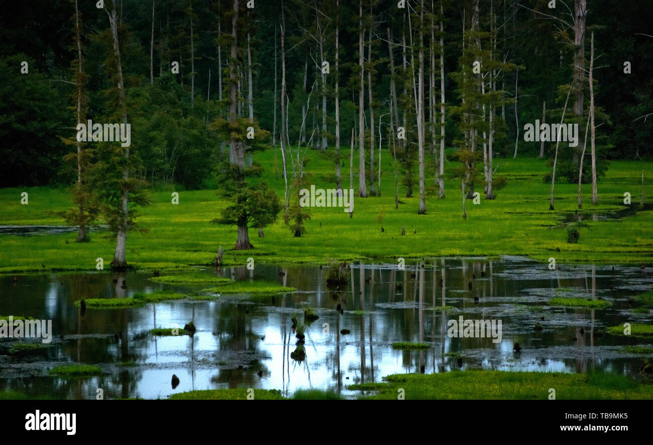Water stands in a Mississippi swamp near the Tennessee-Tombigbee ...