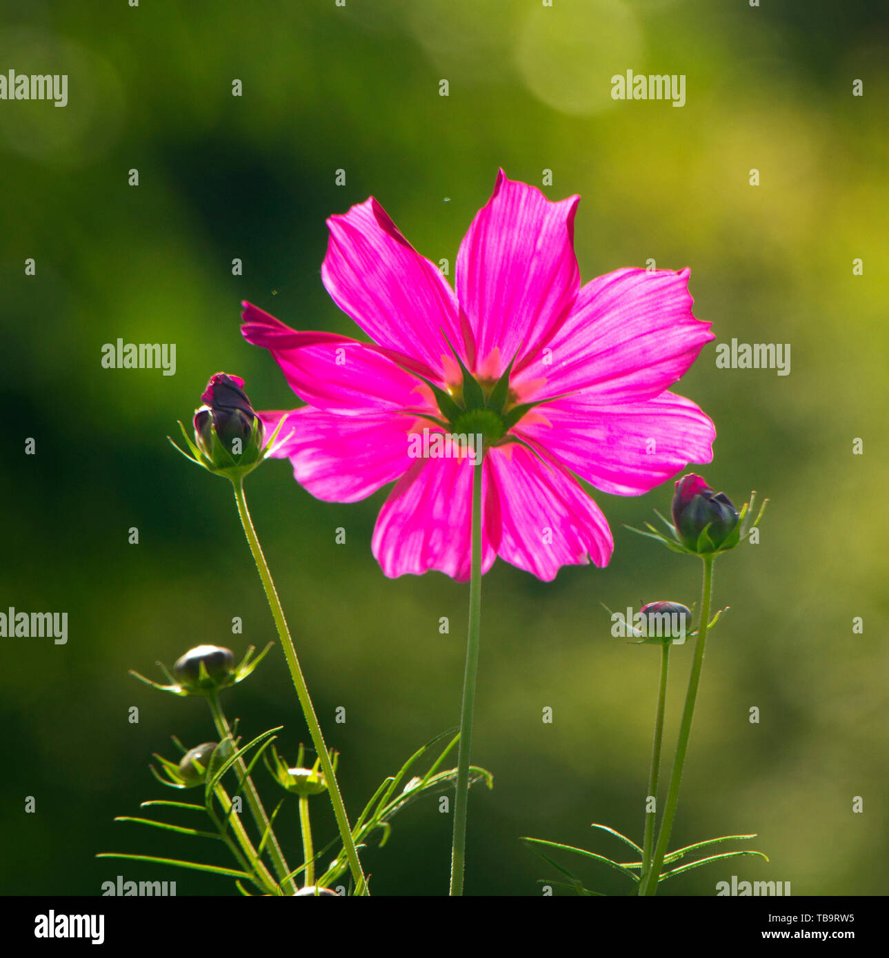 Gesang flowers hi-res stock photography and images - Alamy