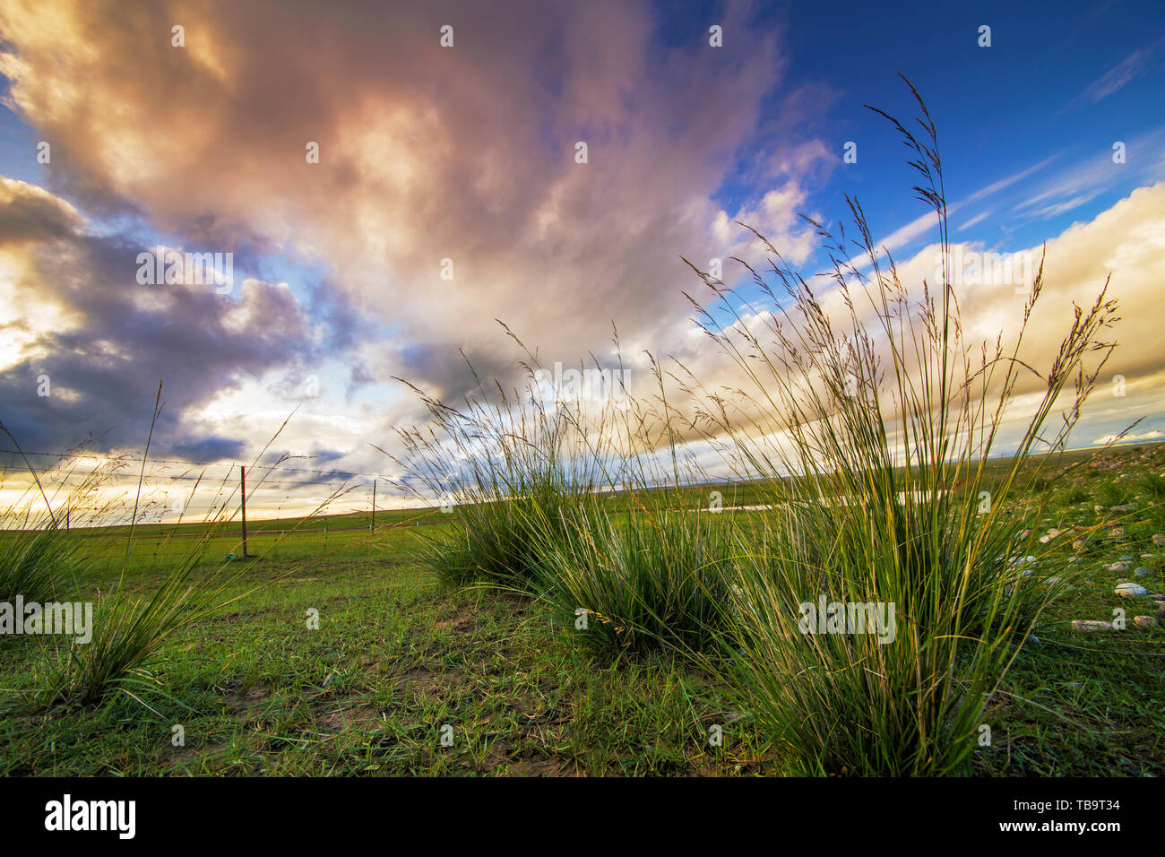 Ranch grassland under the blue sky Stock Photo - Alamy