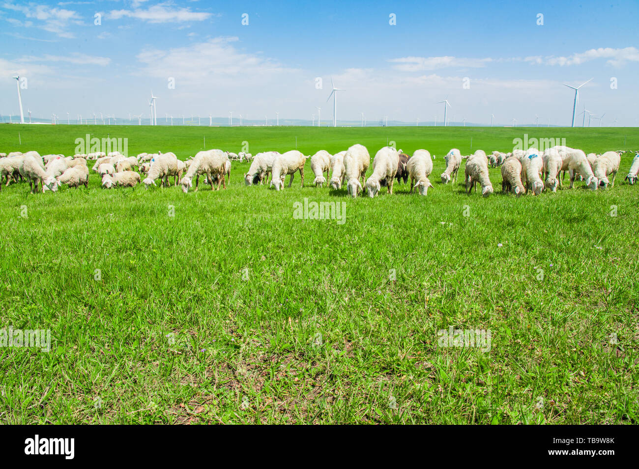 Prairie sheep hi-res stock photography and images - Alamy