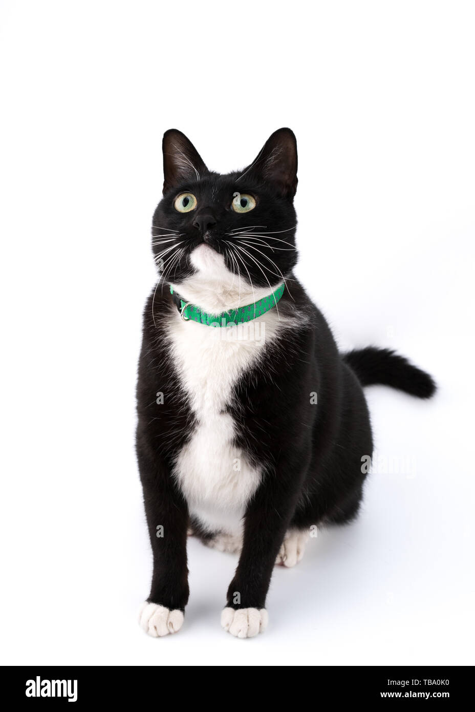 Black cat on white background Stock Photo - Alamy