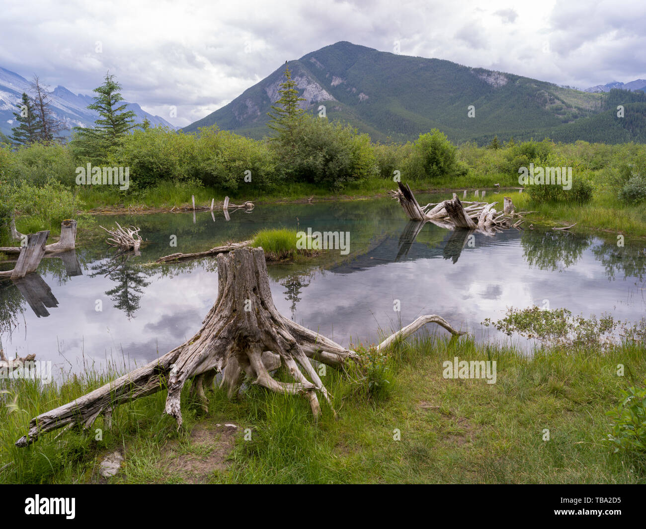 Dead trees around pond with mountain in the background, Canada Stock ...