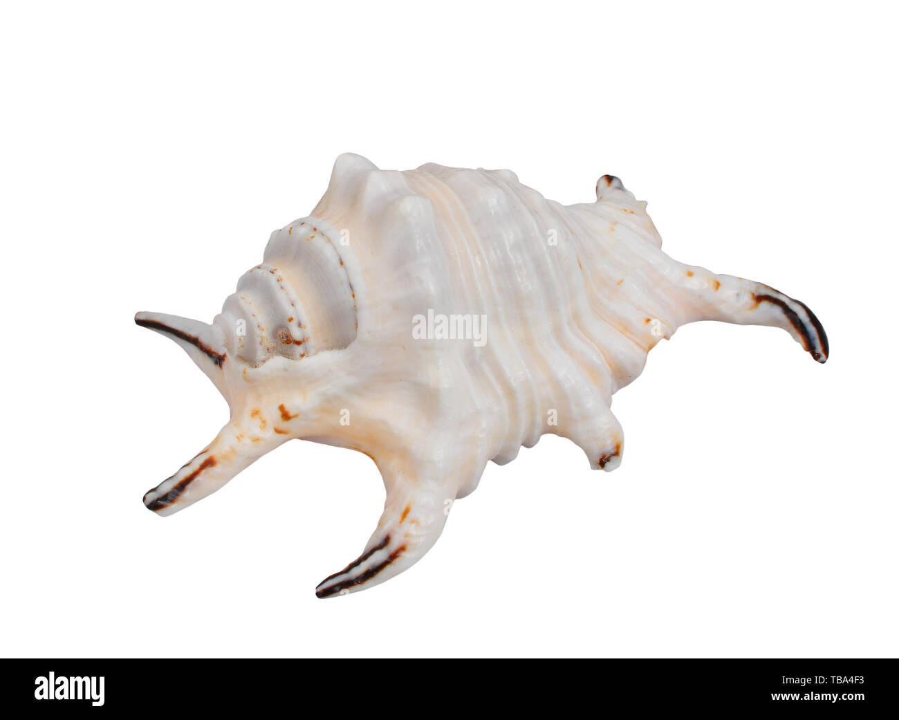 White Conch High Resolution Stock Photography and Images - Alamy