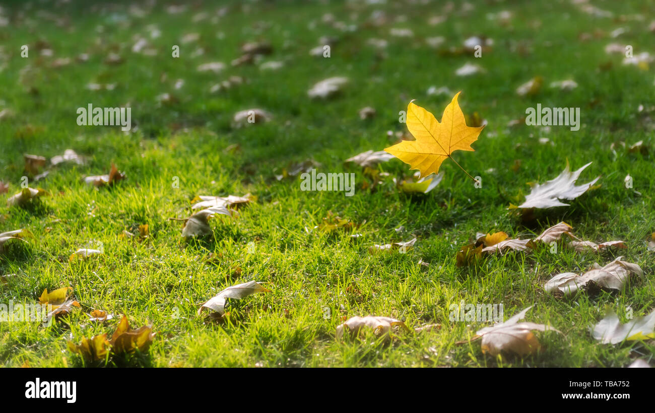 Leaves fluttering hi-res stock photography and images - Alamy
