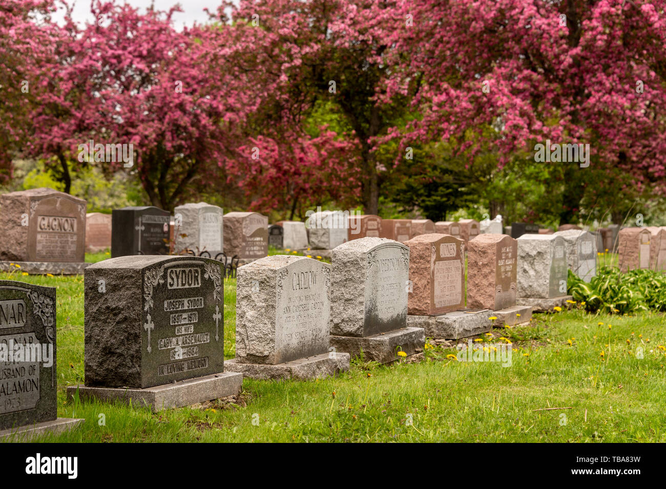 Montreal, CA - 30 May 2019: Headstones in Montreal cemetery in the ...
