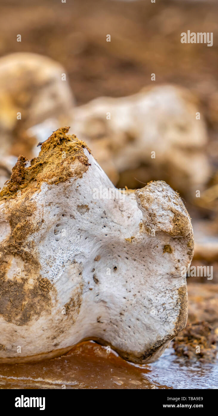 Bone Frame High Resolution Stock Photography and Images - Alamy