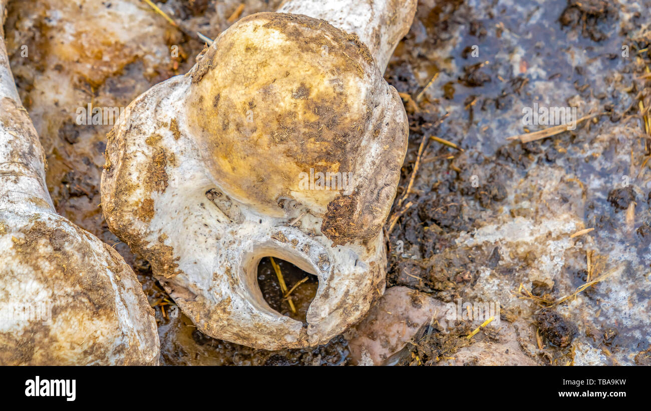 frame Panorama frame Bones of a dead animal isolated against a muddy ...