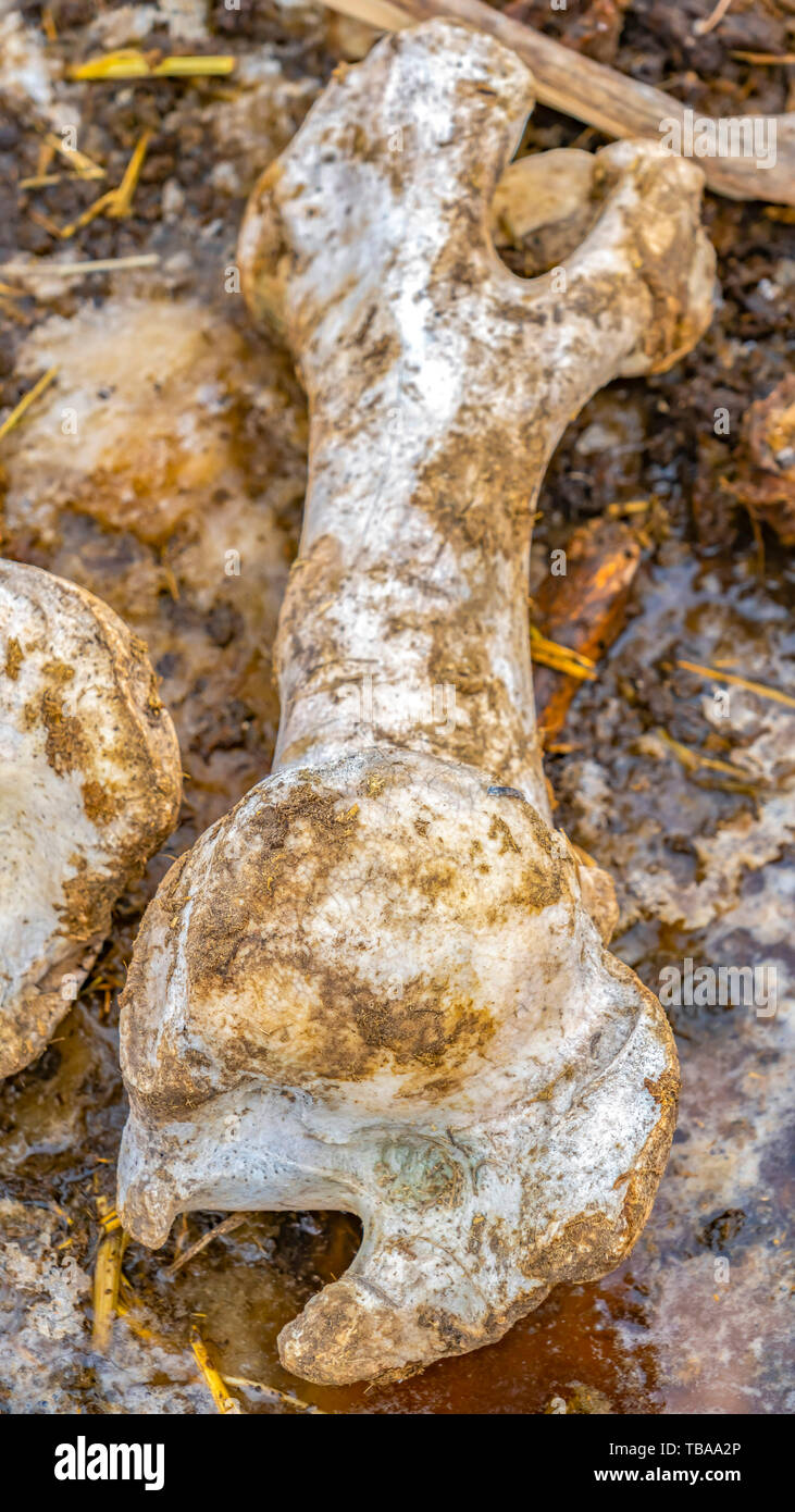 Vertical Close up view of old and rigid bone of a dead animal Stock ...