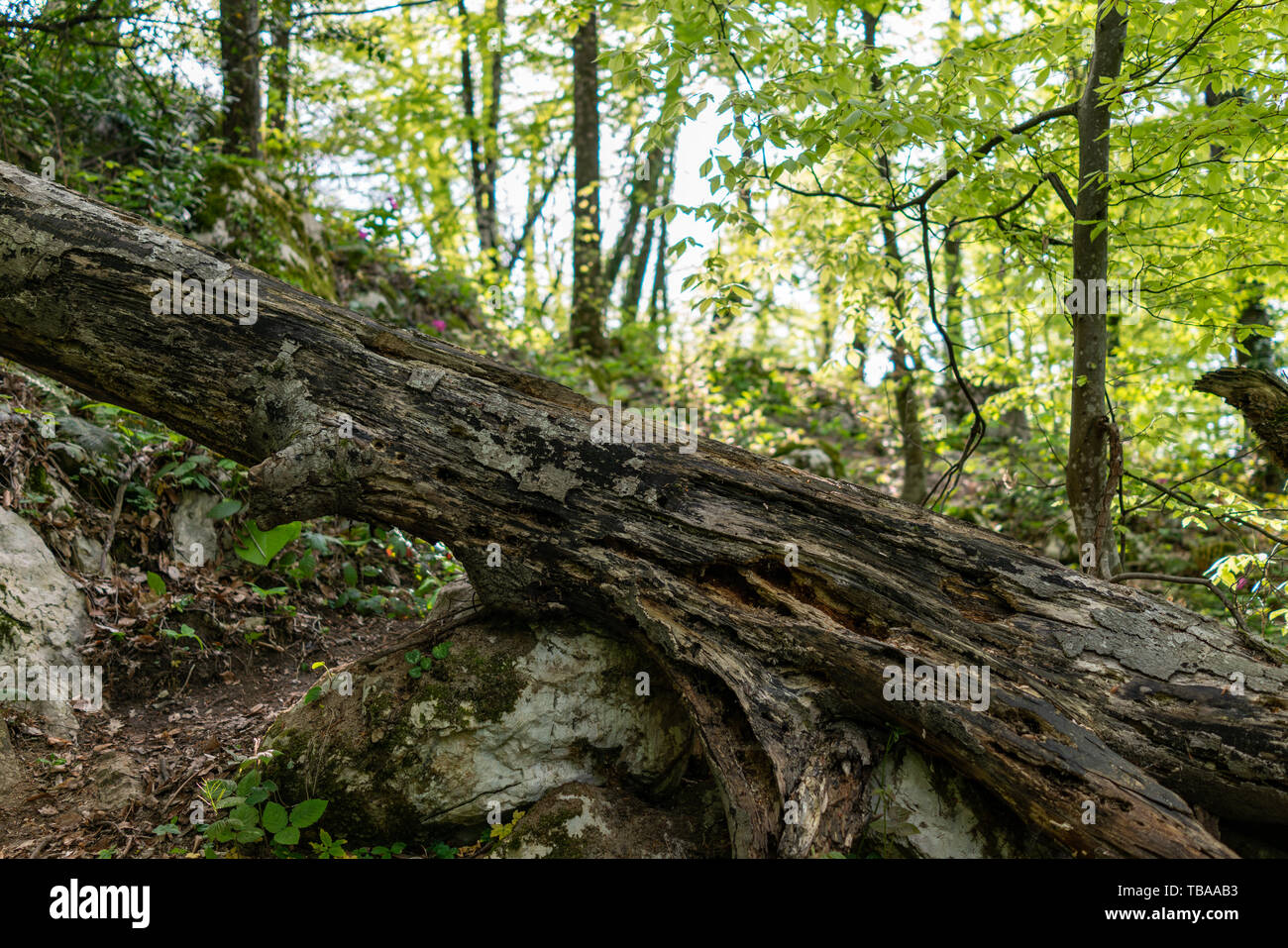 An old rotten tree lies on a tourist trail in the forest Stock Photo ...