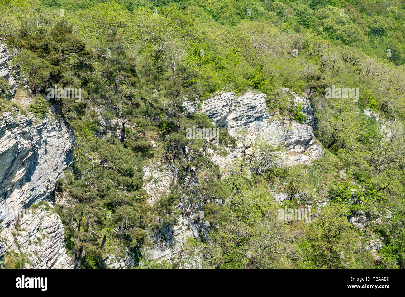 Rocky cliff in dense green forest. Spring colors in the mountain forest ...