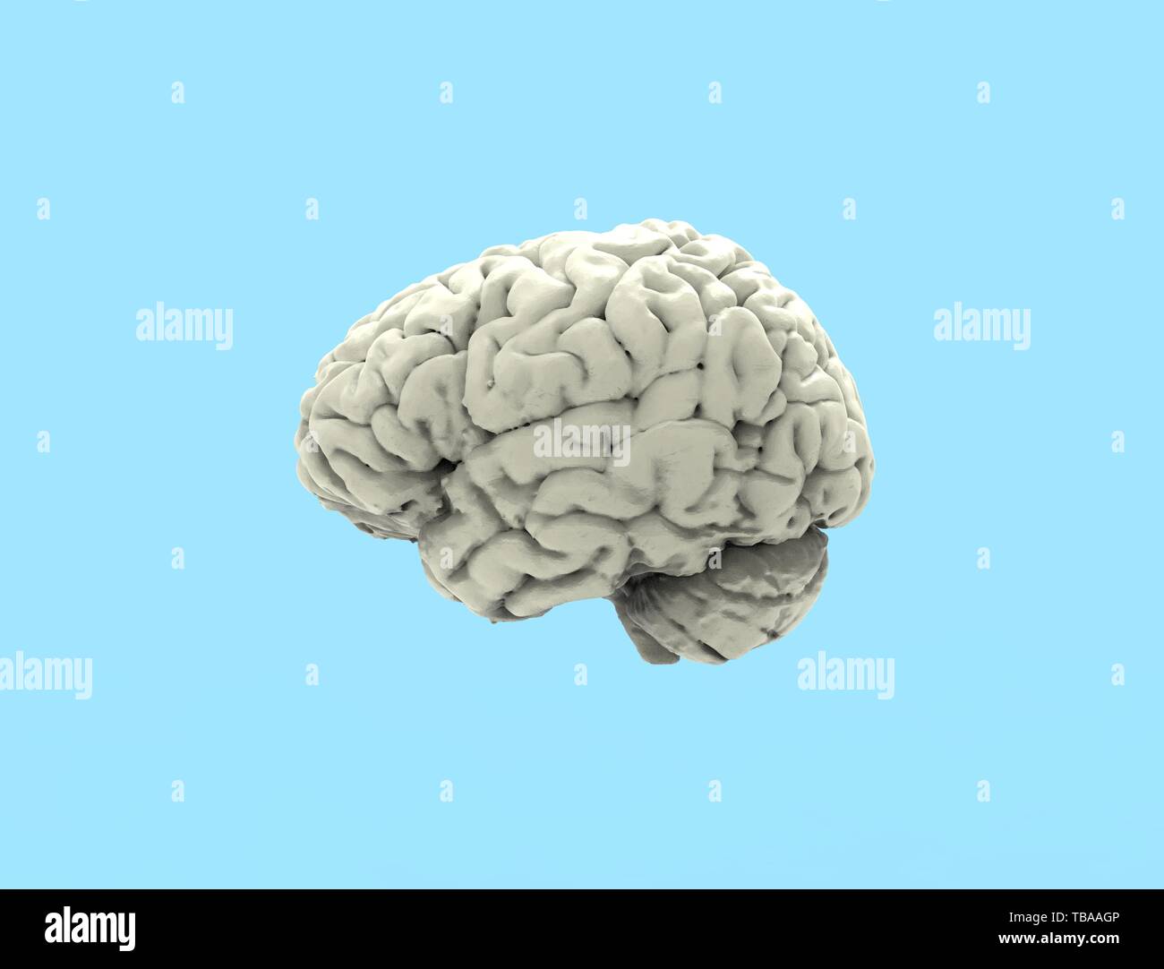 3D rendering of a human brain isolated in studio background Stock Photo ...