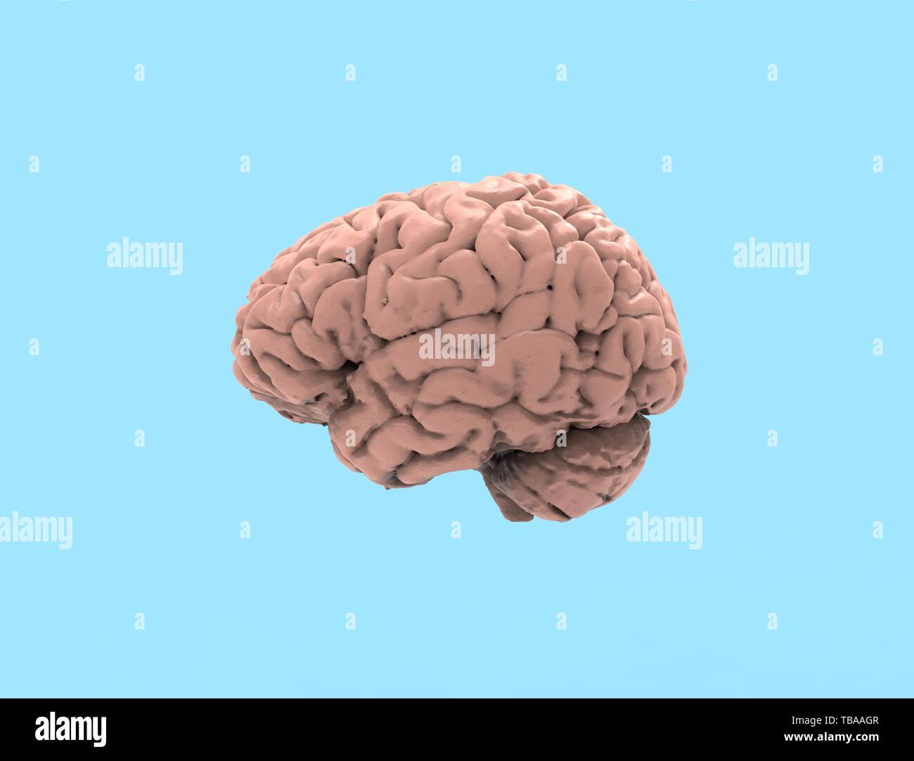 3D rendering of a human brain isolated in studio background Stock Photo ...