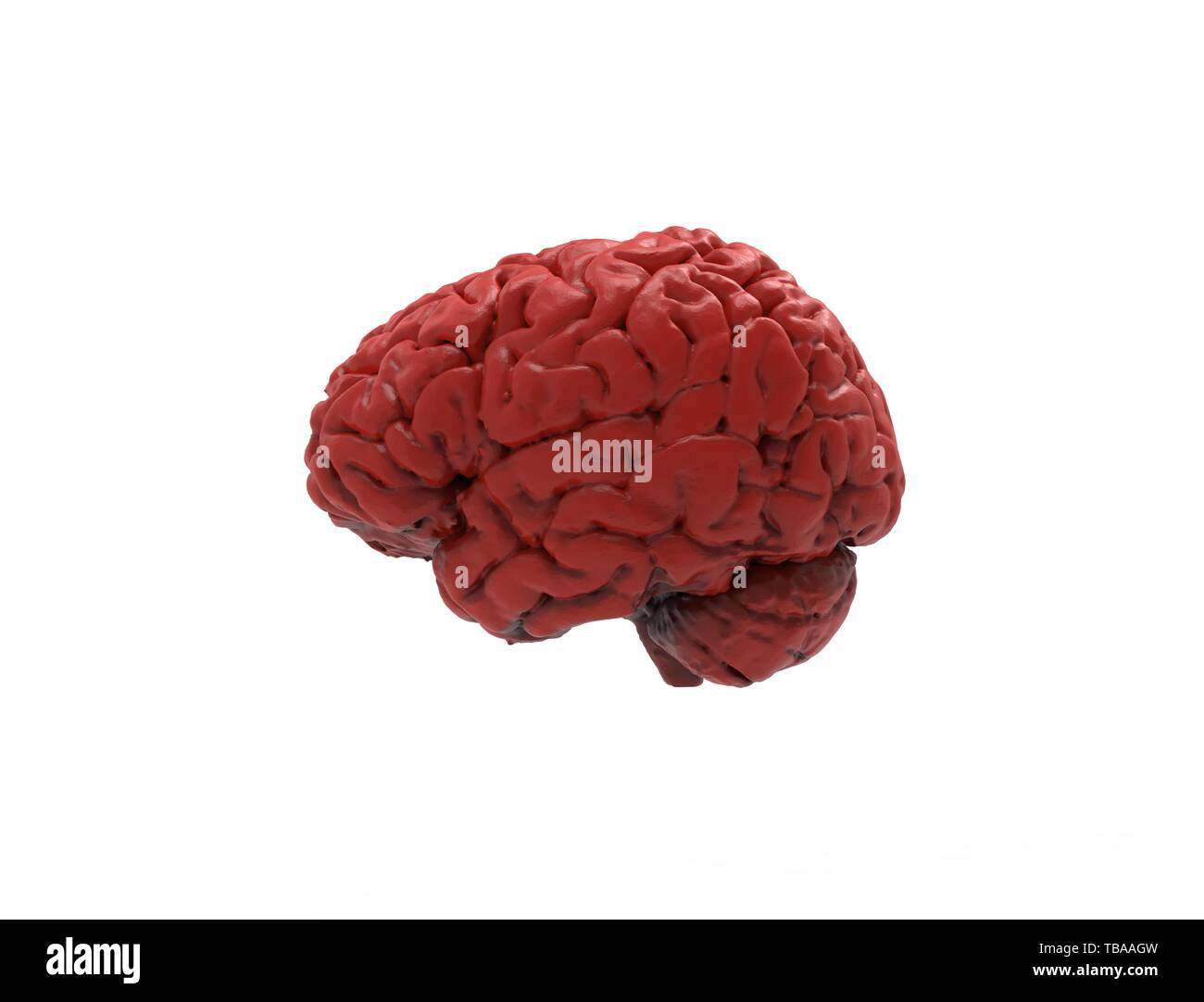 3D rendering of a human brain isolated in studio background Stock Photo ...